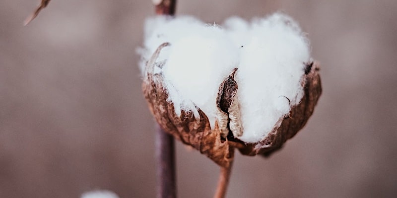 Het belang van duurzame en verantwoorde katoenproductie voor kleding