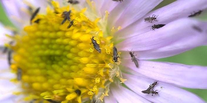 Insecten plakken als duurzaam bestrijdingsmiddel